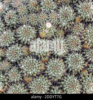 cactus on magnification for background on your inscription Stock Photo ...