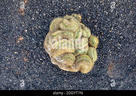 cactus on magnification for background on your inscription Stock Photo ...
