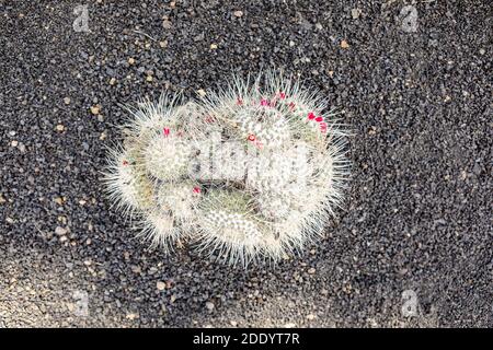 cactus on magnification for background on your inscription Stock Photo ...