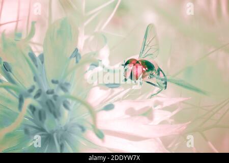 Hoverfly Flying Insect and Flower Created Using Refected Infrared Light ...