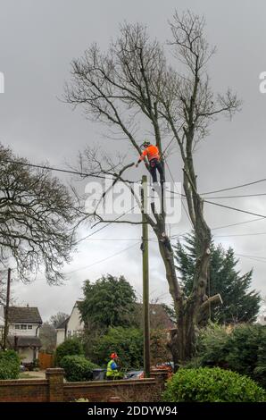 Tree Surgeons cutting down old ancient English Oak Tree using ropes and ...