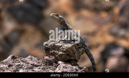Green Lizard sits on a stone under the sun. The European green lizard ...