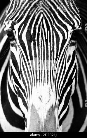 Zebra in high contrast Black and White on black background Stock Photo ...