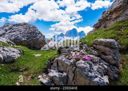 Mountain flowers in spring, dolomite italy Stock Photo - Alamy