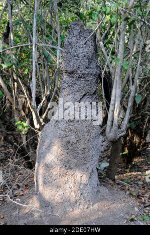 A termite hills nest or terminate mound in the Brazilian agricultural ...