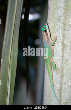 Round Island Day Gecko (Phelsuma guentheri) Reptilia Stock Photo - Alamy