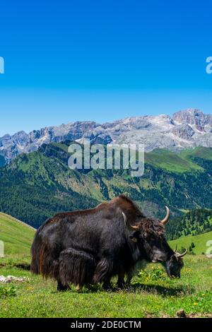 A beautiful hairy black yak with a white head and decorated red horns ...
