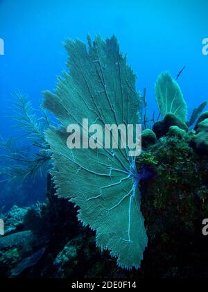 Caribbean Coral Reef with Venus Sea Fan, Gorgonia flabellum, Turneffe ...