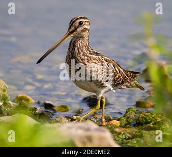 Snipe in shallow water looking for a meal Stock Photo - Alamy