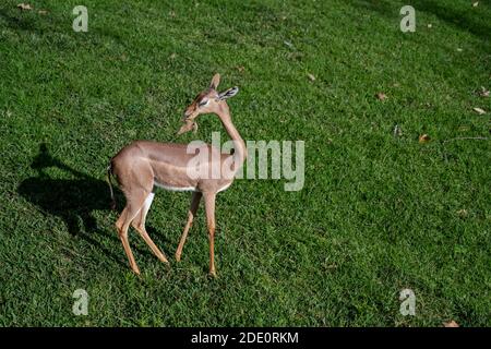Steenbok (Raphicerus campestris), also called as steinbuck or steinbok ...