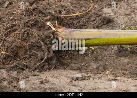 Banana tree roots close up, planting a banana plant concept Stock Photo ...