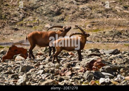 Alpine ibex on a background of swiss mountains, Steinbock Switzerland ...