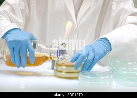Pour plate method of plating a microbiology culture Stock Photo - Alamy