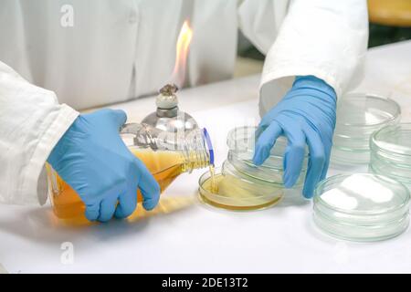 Pour plate method of plating a microbiology culture Stock Photo - Alamy