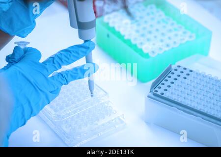 Pipetting sample into microtiter plate Stock Photo - Alamy