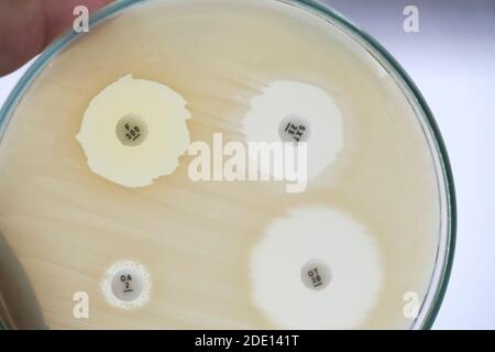 petri dish with antibiotic sensitivity discs showing inhibition zones ...
