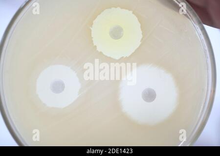 petri dish with antibiotic sensitivity discs showing inhibition zones ...