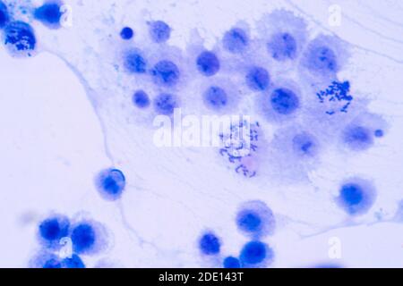 Mitosis, light micrograph Stock Photo - Alamy