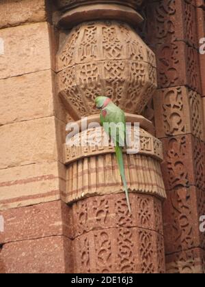 Bird at Qutub Minar, India Stock Photo - Alamy
