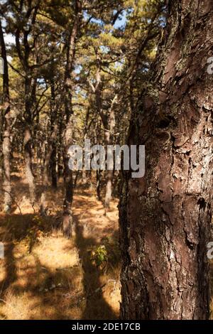 Cape Cod Pitch Pine trees, Massachusetts, USA Stock Photo - Alamy