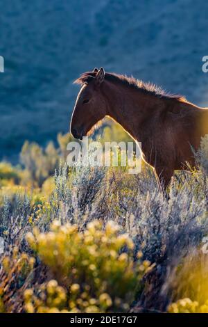Wild horses range the Pryor Mountains outside Lovell, Wyoming Stock ...