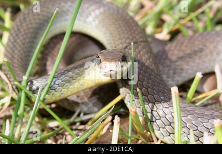 Western Yellow-belled Racer Snake (Coluber constrictor mormon Stock ...