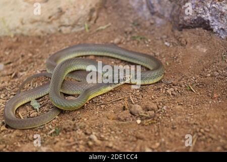 Western Yellow-belled Racer Snake (Coluber constrictor mormon Stock ...