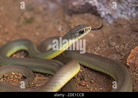 Western Yellow-belled Racer Snake (Coluber constrictor mormon Stock ...