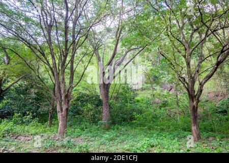 Secondary forest growth at a mountain in Batangas, Philippines Stock ...