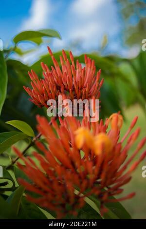 Grevillea Robyn Gordon in Assam. Beautiful Red spike flower. Grevillea ...