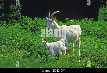 Appenzell Domestic Goat, Female with Kid standing on Grass Stock Photo ...