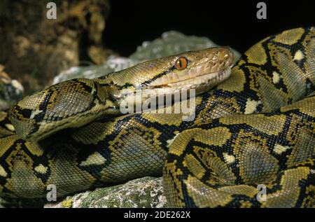 An adult reticulated python (Python reticulatus), one of the world's ...