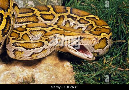 Indian Python, python molurus, Adult with Open Mouth Stock Photo - Alamy