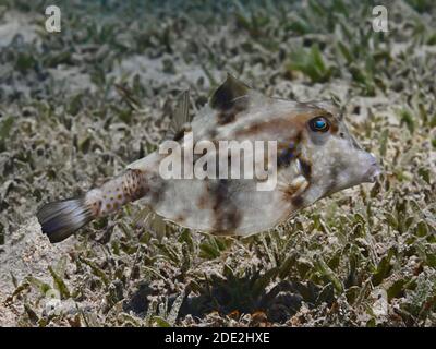 Humpback Turretfish, helmet cowfish, camel cowfish or thornbacked ...