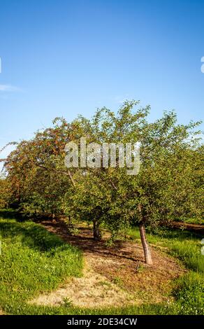 Cherry trees in an orchard in Door County Wisconsin Stock Photo - Alamy