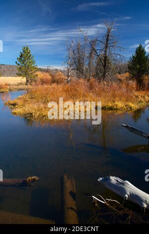 Beaver pond, Sycan Wild and Scenic River, Fremont National Forest ...