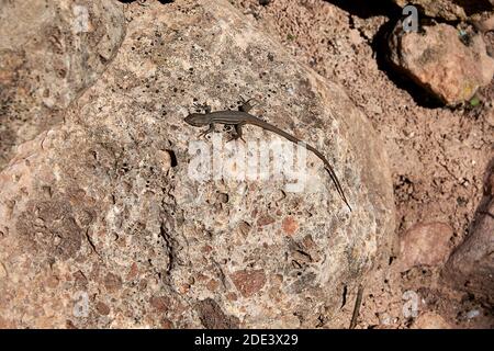 Small lizard on the stones, overhead view, sunny day Stock Photo - Alamy