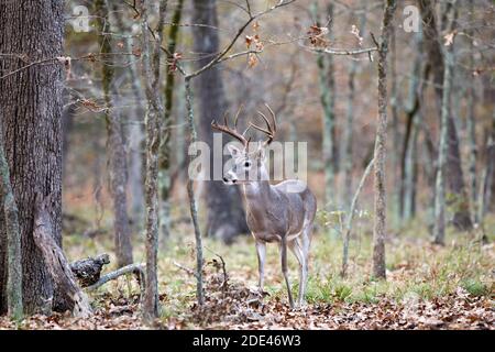Whitetail Buck Alert Stock Photo - Alamy