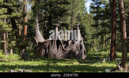 Artist Patrick Dougherty’s “Tree Circus” amid ponderosa pine trees at ...