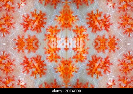 Polyps of Coral Bali Indian Ocean Indonesia Stock Photo - Alamy