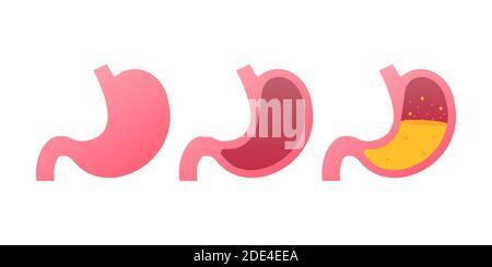 Stomach icon. Human internal organs symbol. Vector stock illustration ...