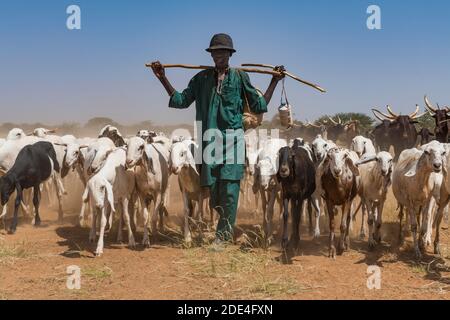 Caravan of Peul nomads with their animals in the Sahel of Niger, West ...