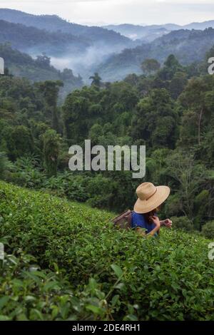 Asian woman farmer hat basket vegetable muddy field smiling pair ...