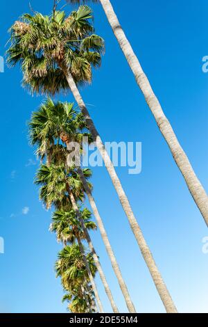 a line of palm trees fading into the distance with blue skies behind ...