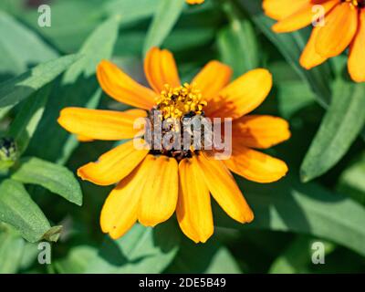 Japanese Honey bee (Apis cerana japonica) nesting in Japan Stock Photo ...