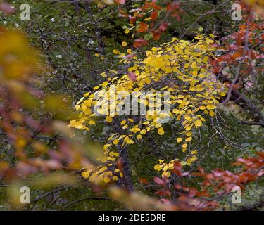 Yellow aspen leaves (Populus tremula) against blue sky in autumn time ...