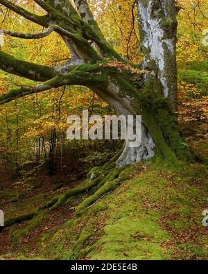 big old beech tree at autumn Stock Photo - Alamy