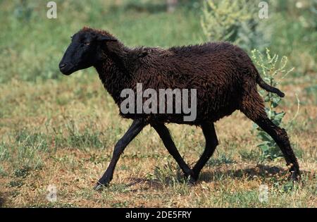 Karakul Sheep, Breed Producing Astrakhan Stock Photo - Alamy