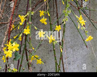 Yellow flowers blooming in winter Stock Photo - Alamy