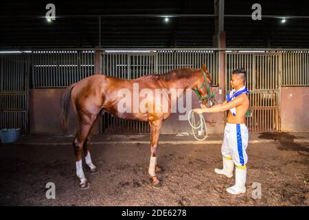 A race horse at the Metroturf hippodrome in Tanauan, Batangas ...